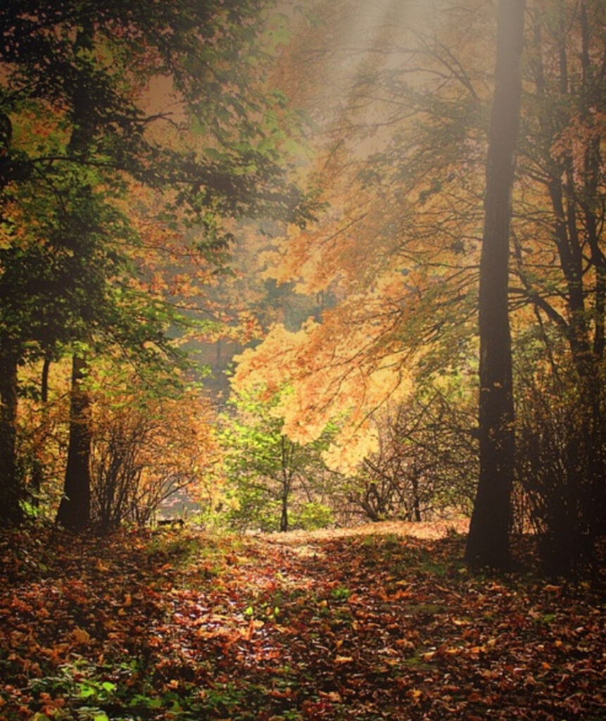 Inner Stillness Meditation and Yoga Retreat – Yoga Australia